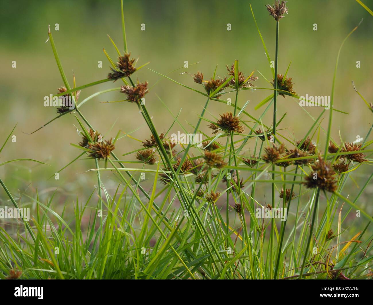 Bunchy flat-sedge (Cyperus polystachyos) Plantae Stock Photo - Alamy