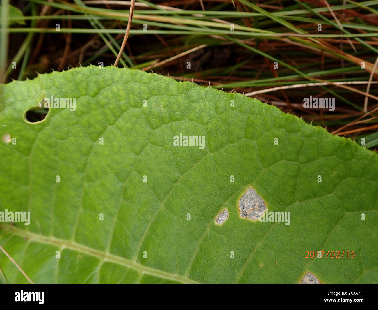 Pretty African Thistle (Berkheya speciosa) Plantae Stock Photo - Alamy