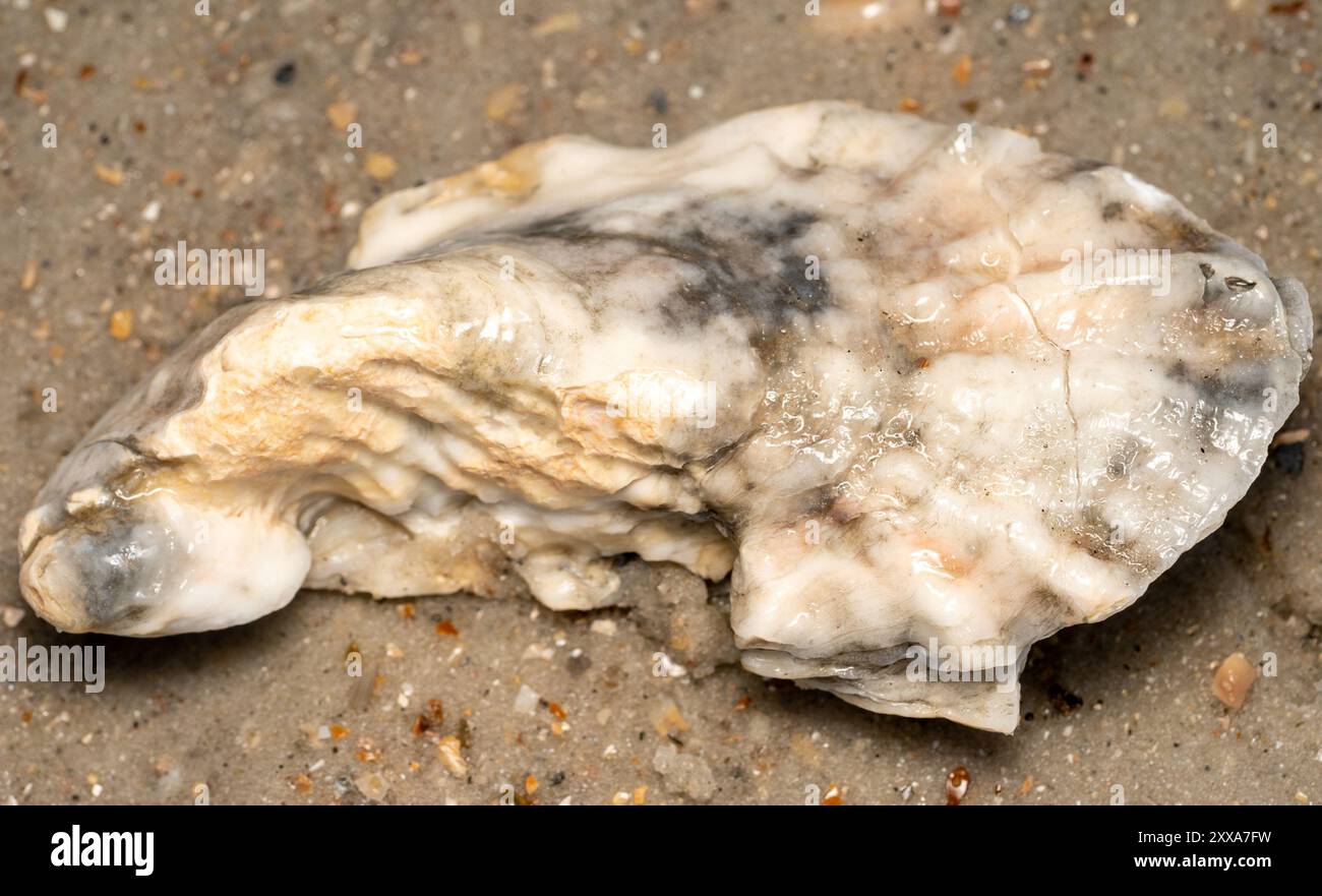 Eastern Oyster (Crassostrea virginica) Mollusca Stock Photo - Alamy