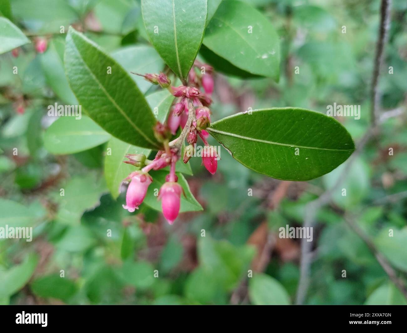 fetterbush lyonia (Lyonia lucida) Plantae Stock Photo - Alamy