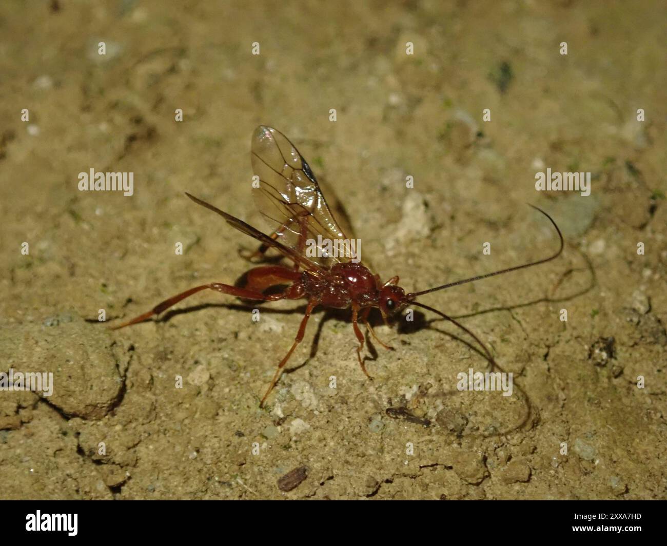 Braconid Wasps (Braconidae) Insecta Stock Photo - Alamy