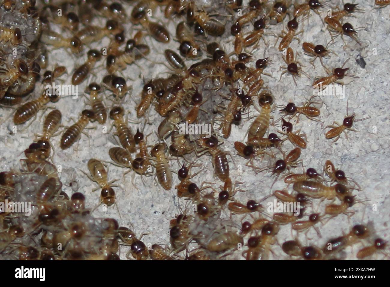 Conehead Termites (Nasutitermes) Insecta Stock Photo - Alamy