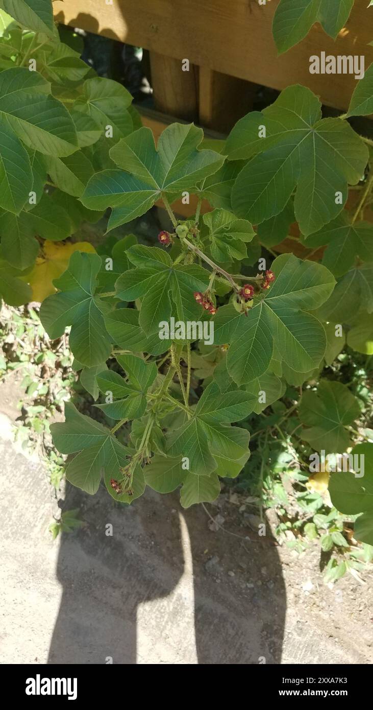 Bellyache bush jatropha gossypiifolia hi-res stock photography and ...