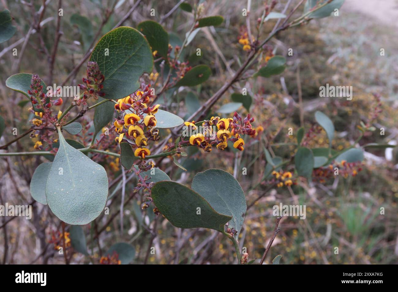 hop bitter-pea (Daviesia latifolia) Plantae Stock Photo - Alamy