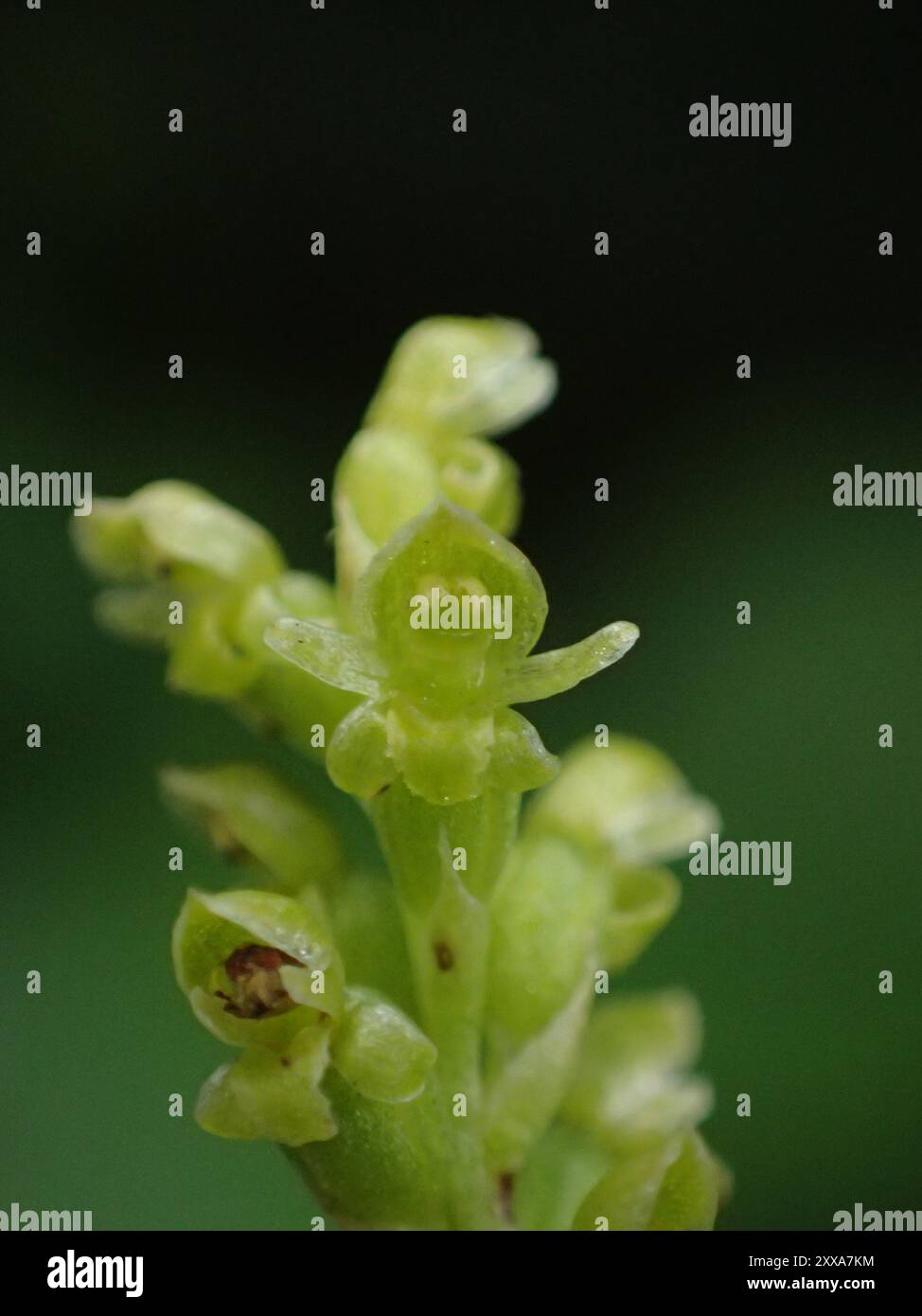 common onion-orchid (Microtis unifolia) Plantae Stock Photo - Alamy