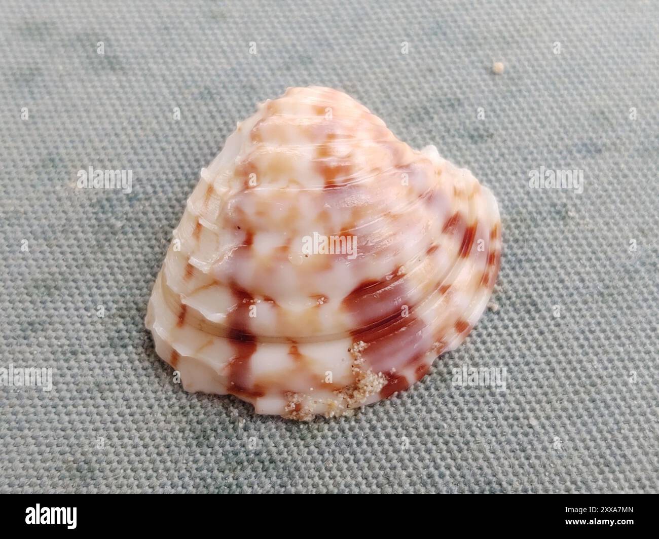 King Venus (Lirophora paphia) Mollusca Stock Photo - Alamy