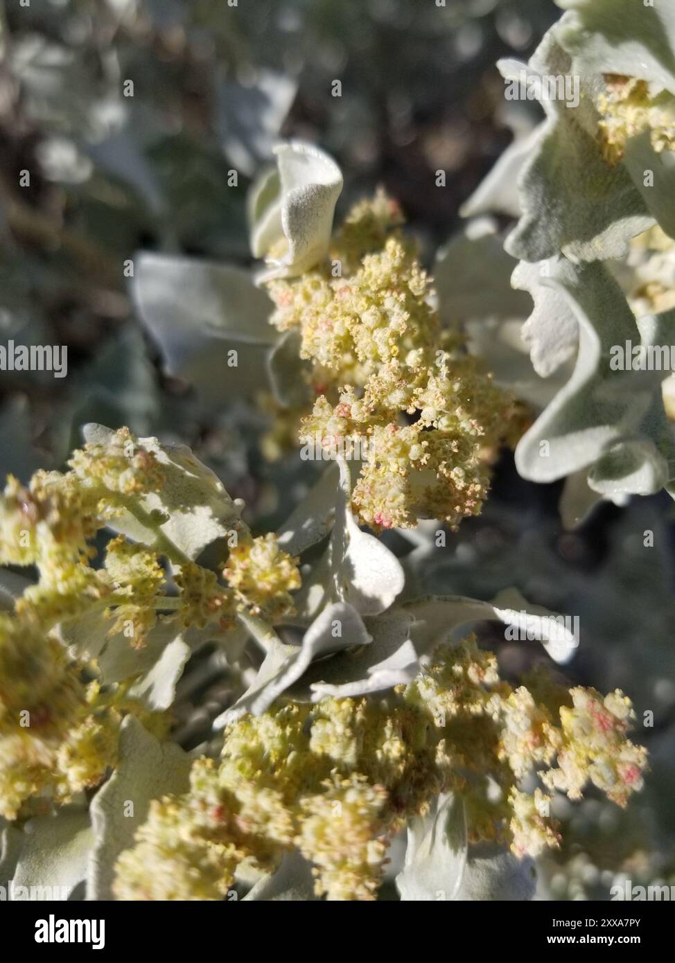 Desert Holly (Atriplex hymenelytra) Plantae Stock Photo - Alamy