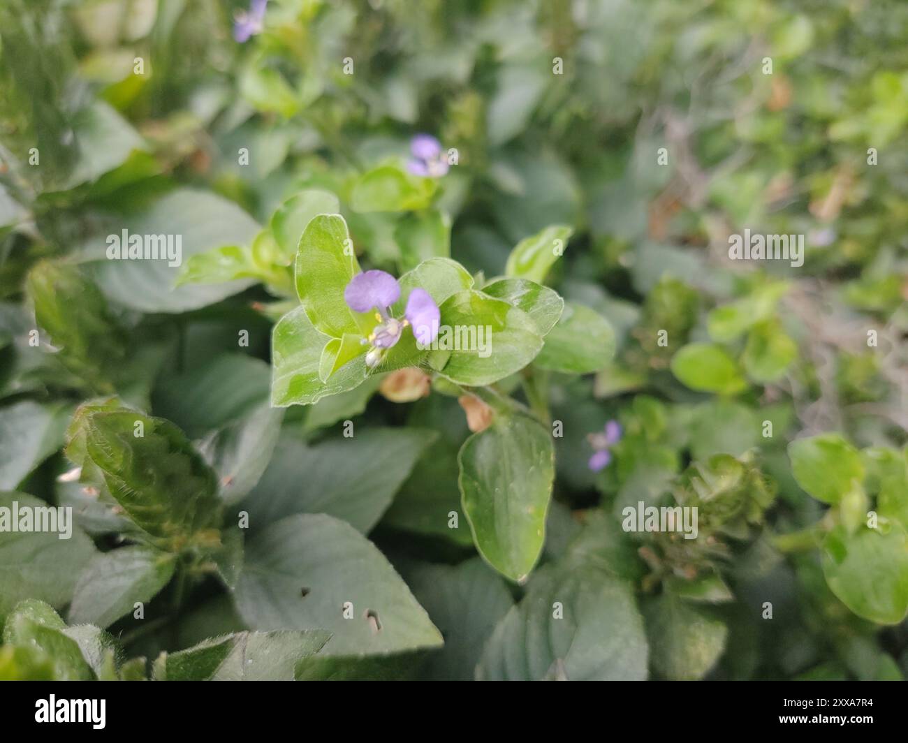 tropical spiderwort (Commelina benghalensis) Plantae Stock Photo - Alamy