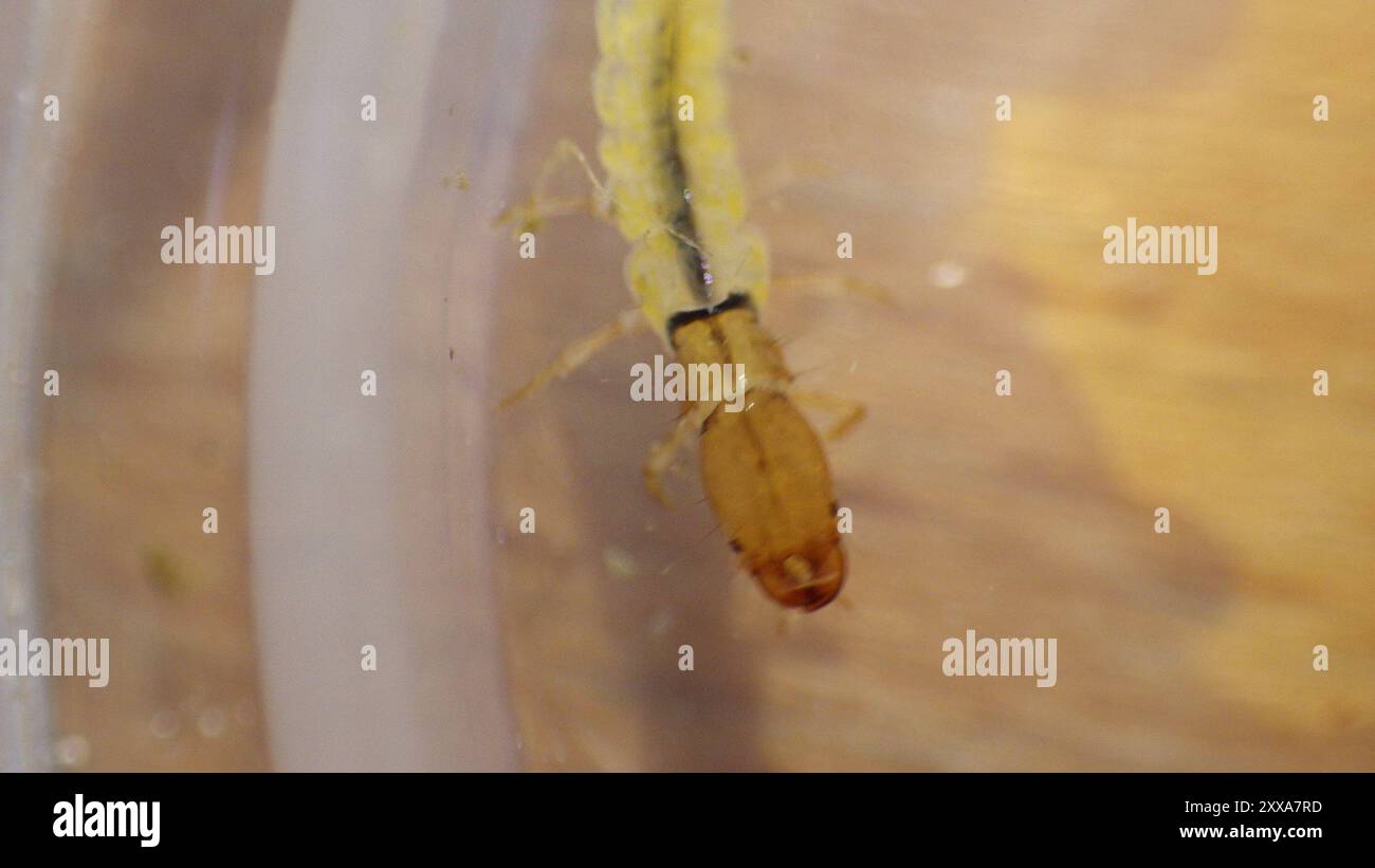 Little Black Caddisflies (Chimarra) Insecta Stock Photo - Alamy