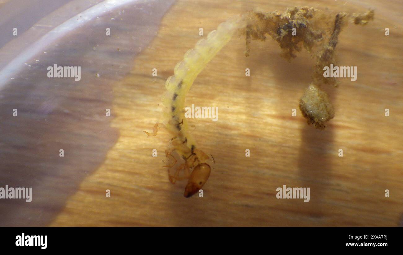 Little Black Caddisflies (Chimarra) Insecta Stock Photo - Alamy