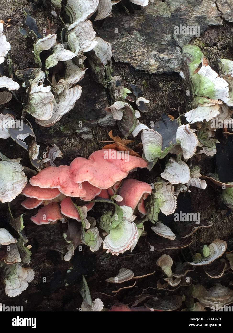 Coral pink merulius hi-res stock photography and images - Alamy