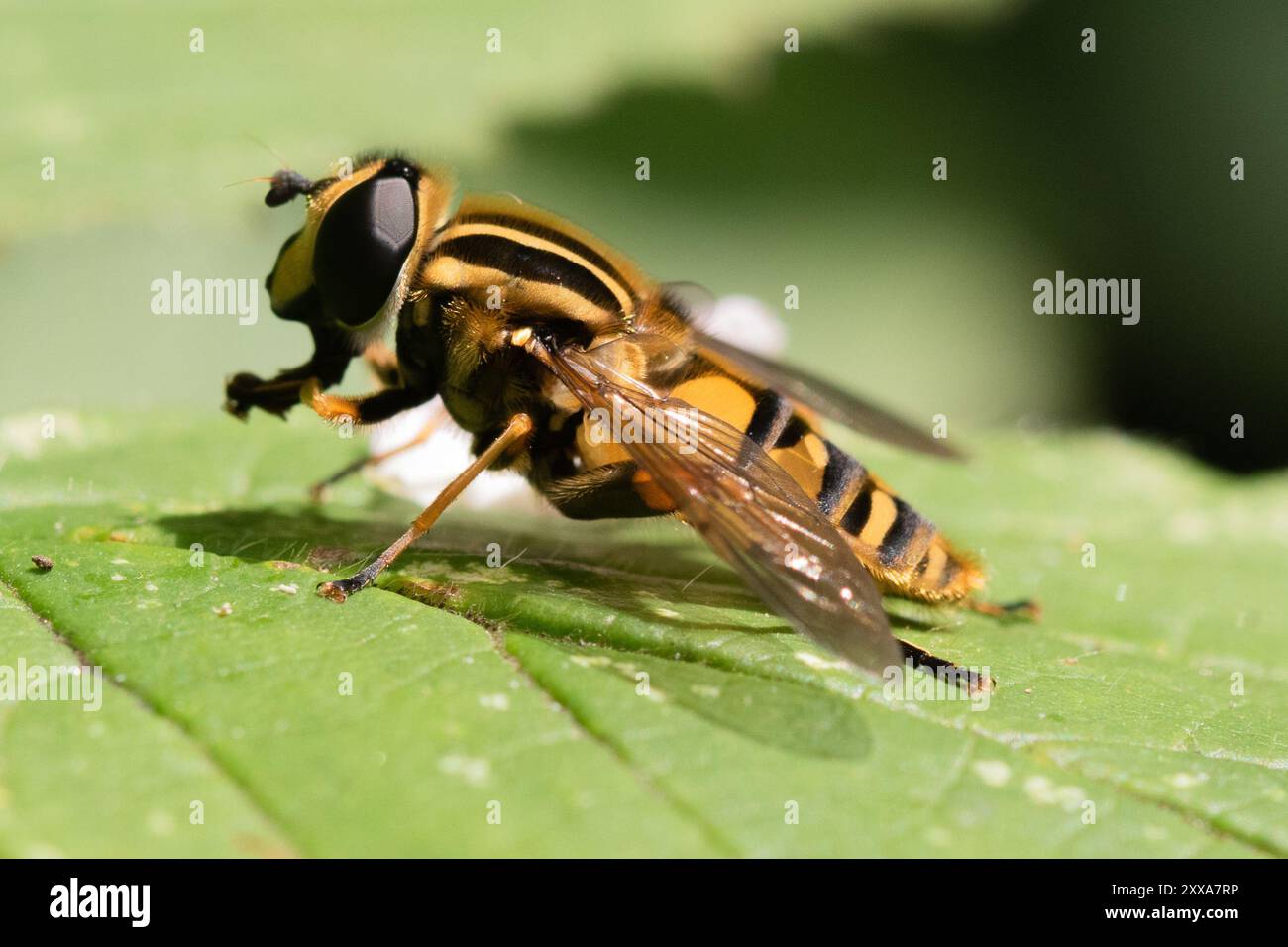 Sun Fly (Helophilus pendulus) Insecta Stock Photo - Alamy