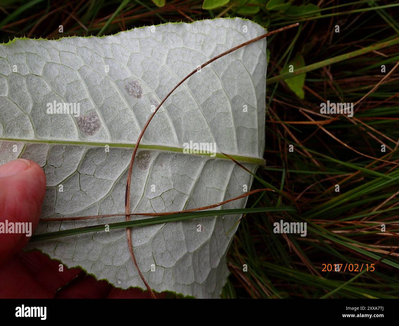 Pretty African Thistle (Berkheya speciosa) Plantae Stock Photo - Alamy