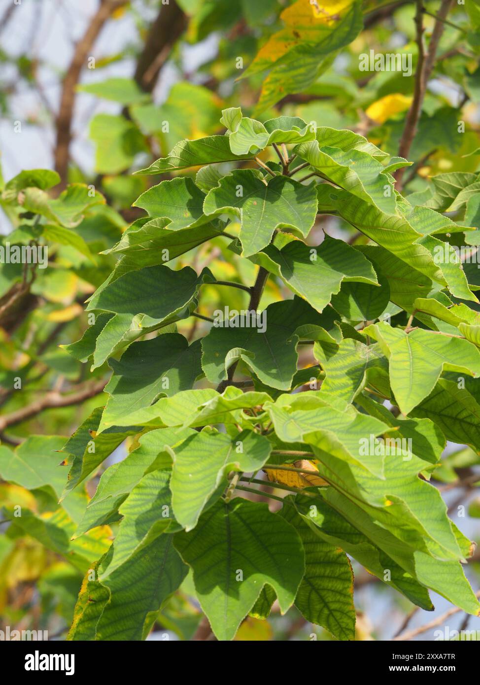 Paper mulberry (Broussonetia papyrifera) Plantae Stock Photo - Alamy