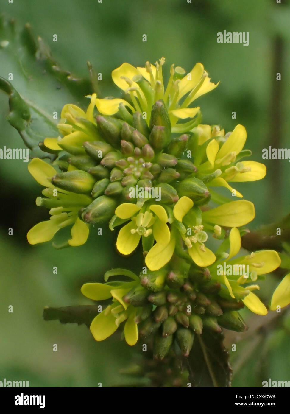 Diverse-leaf Yellowcress (Rorippa indica) Plantae Stock Photo - Alamy