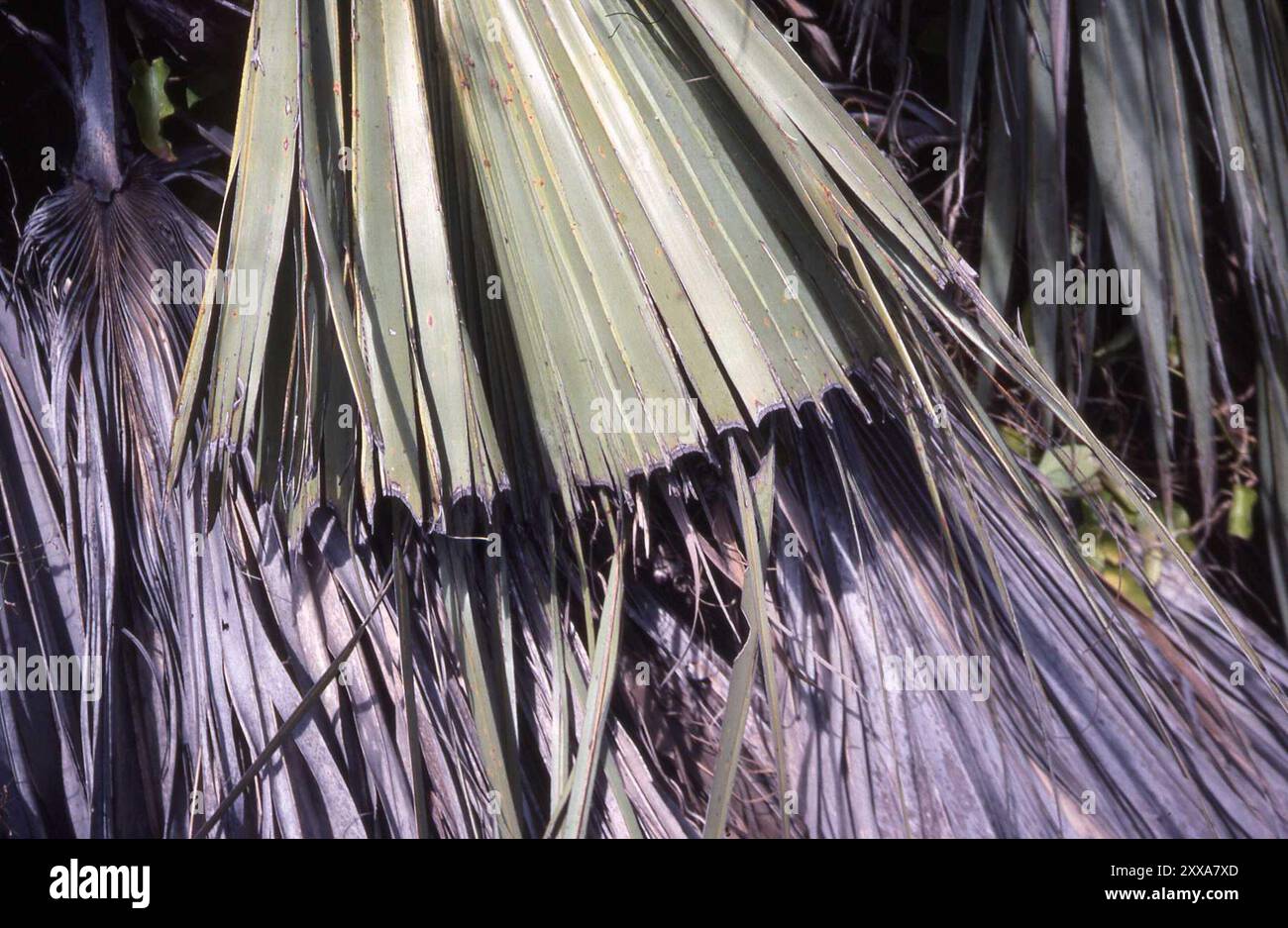blue latan palm (Latania loddigesii) Plantae Stock Photo - Alamy