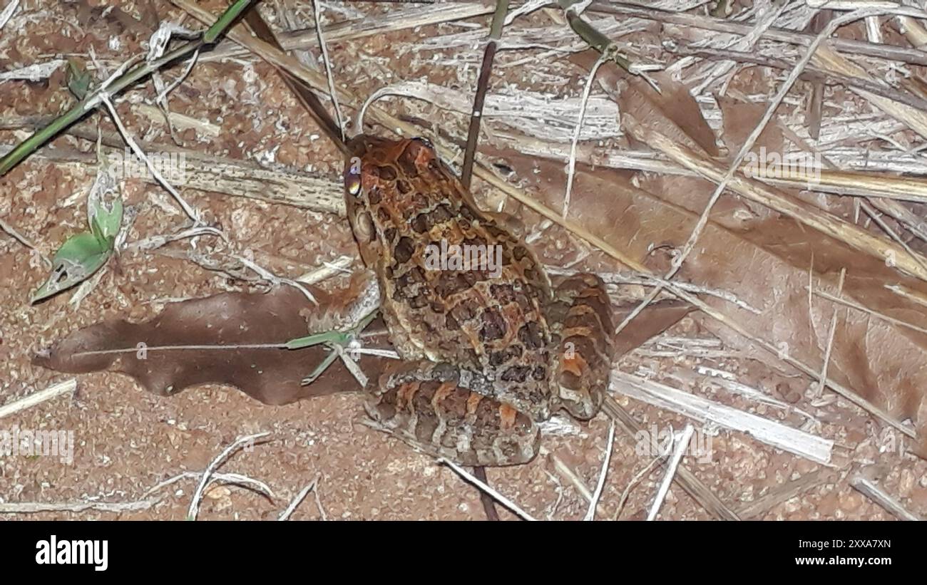 Neotropical Grass Frogs (Leptodactylus) Amphibia Stock Photo - Alamy