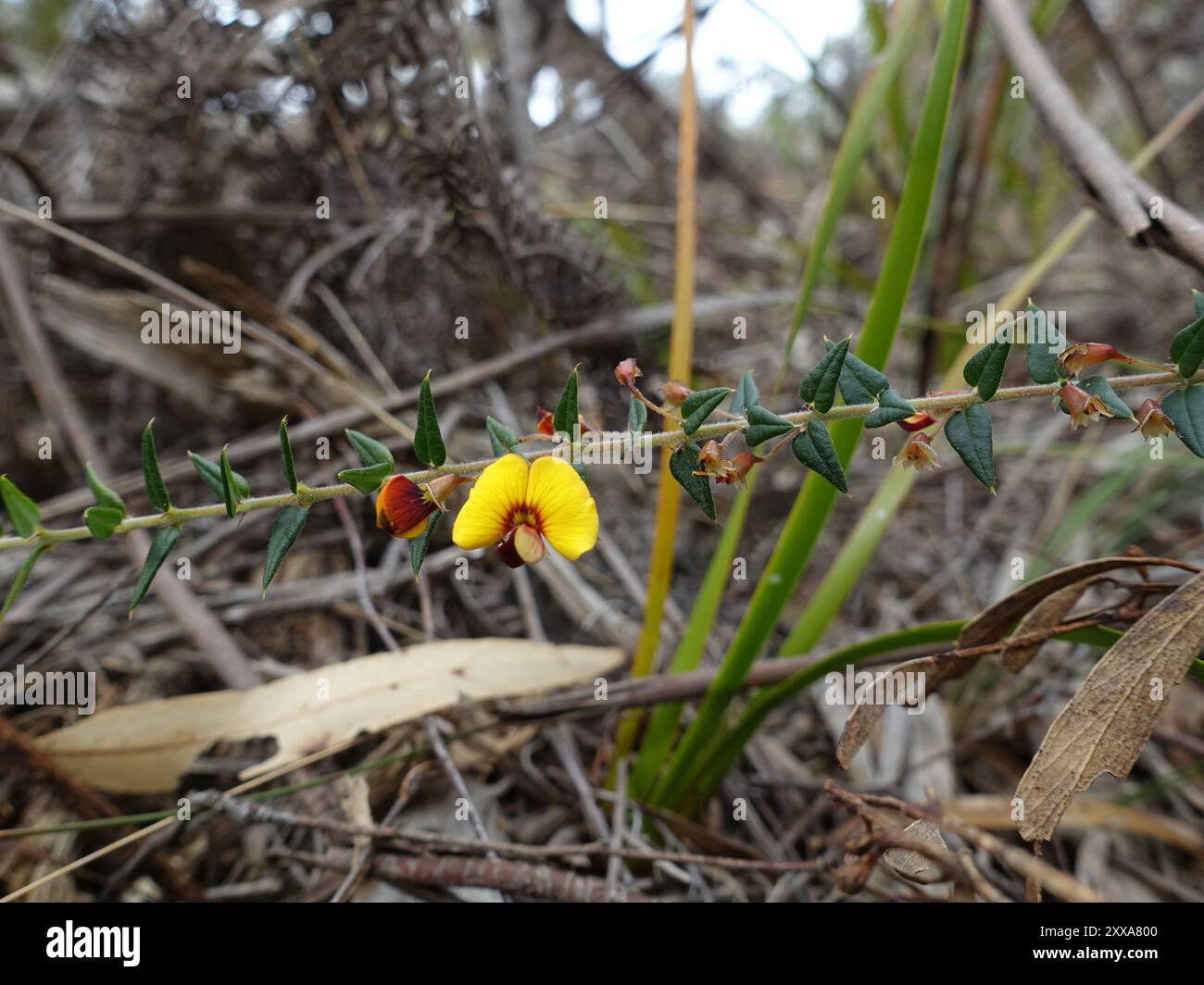 Showy Bossiaea (Bossiaea cinerea) Plantae Stock Photo - Alamy