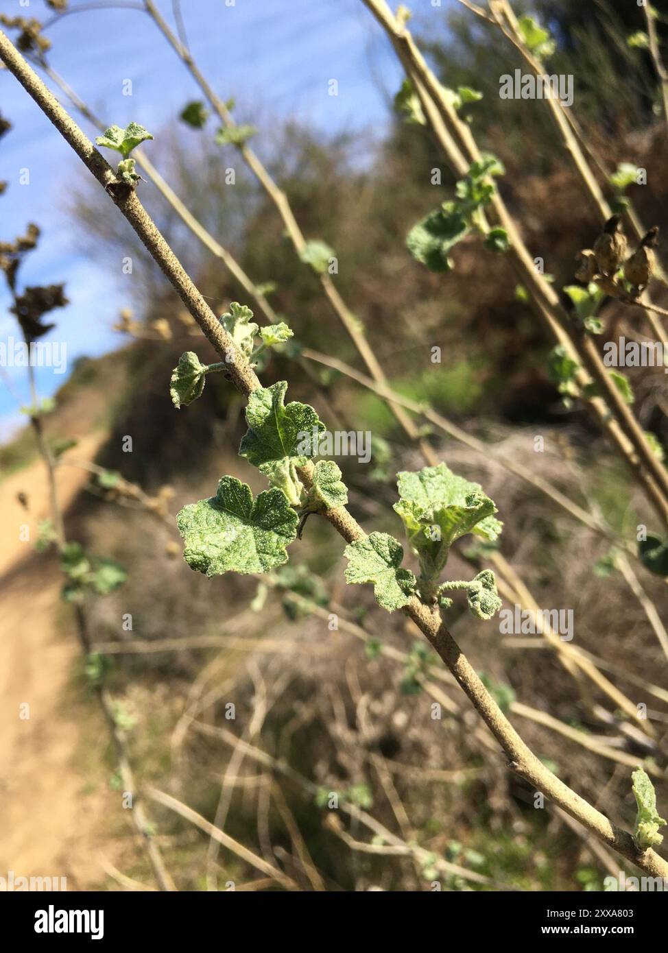 southern coastal bushmallow (Malacothamnus fasciculatus) Plantae Stock ...