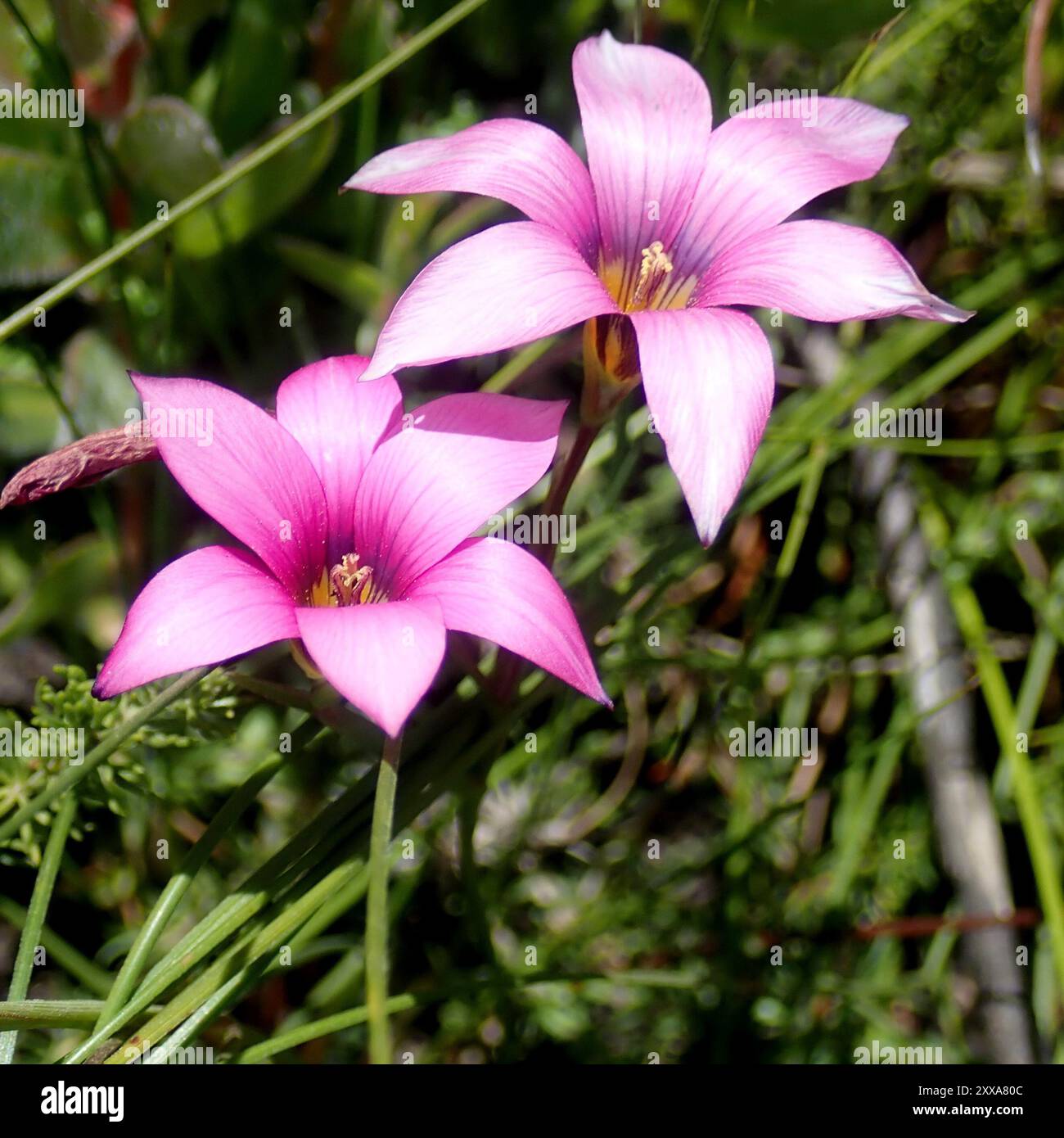 Common Rosy Froetang (Romulea rosea rosea) Plantae Stock Photo - Alamy