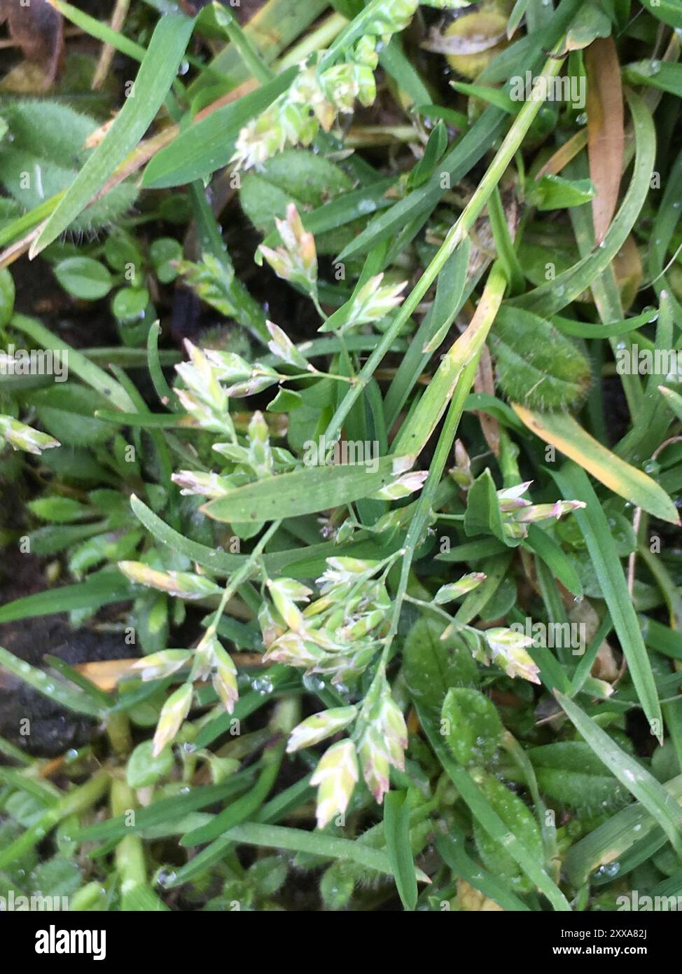 Annual Meadow-grass (Poa annua) Plantae Stock Photo - Alamy