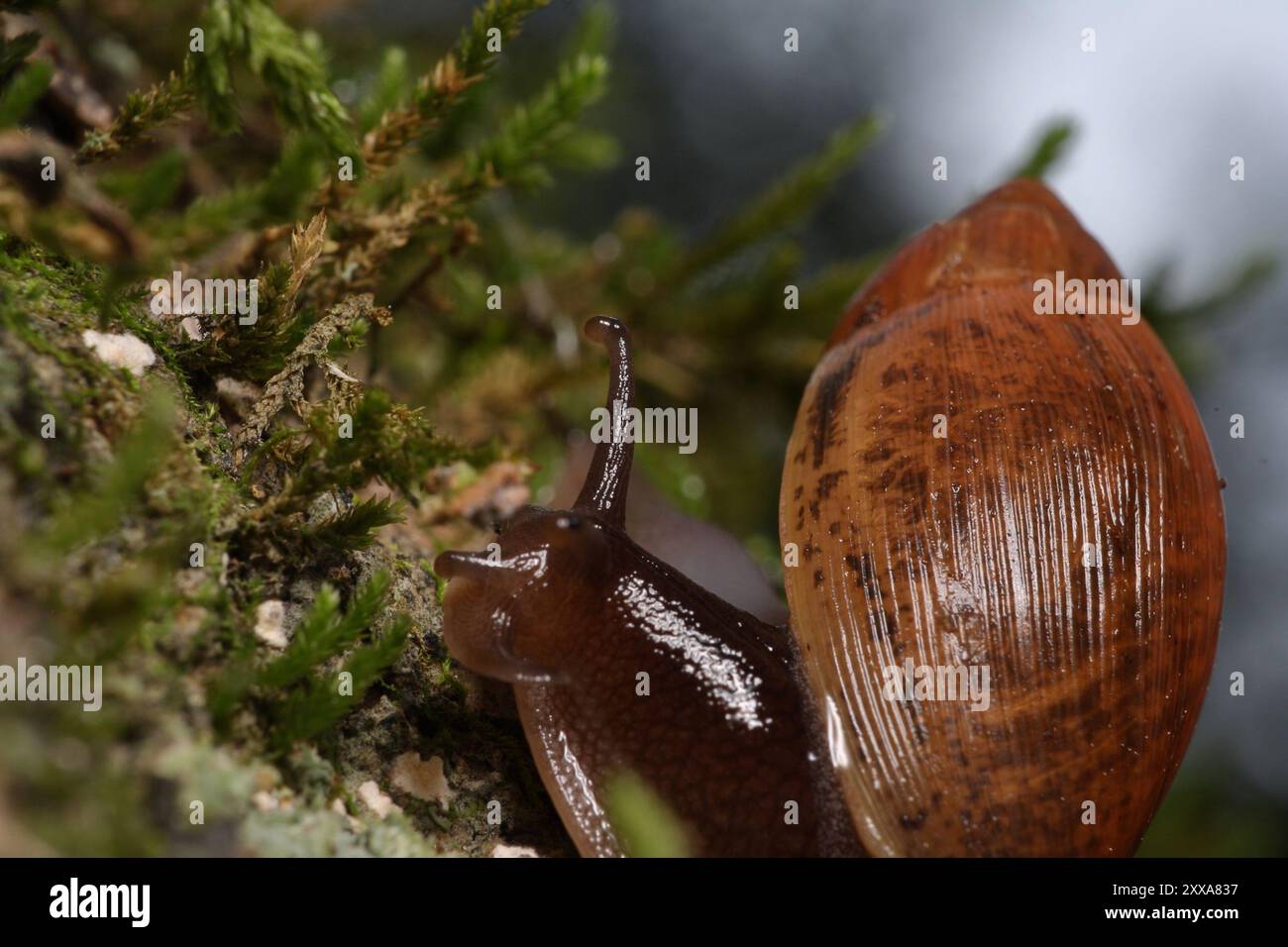 Rosy wolfsnail hi-res stock photography and images - Alamy