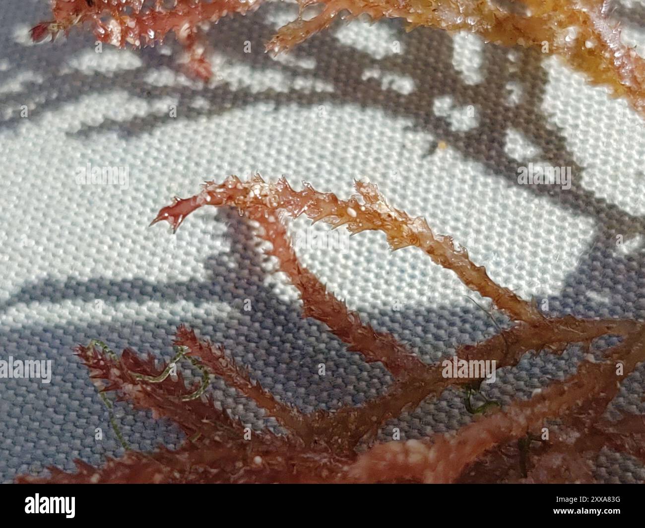 red algae (Rhodophyta) Plantae Stock Photo - Alamy