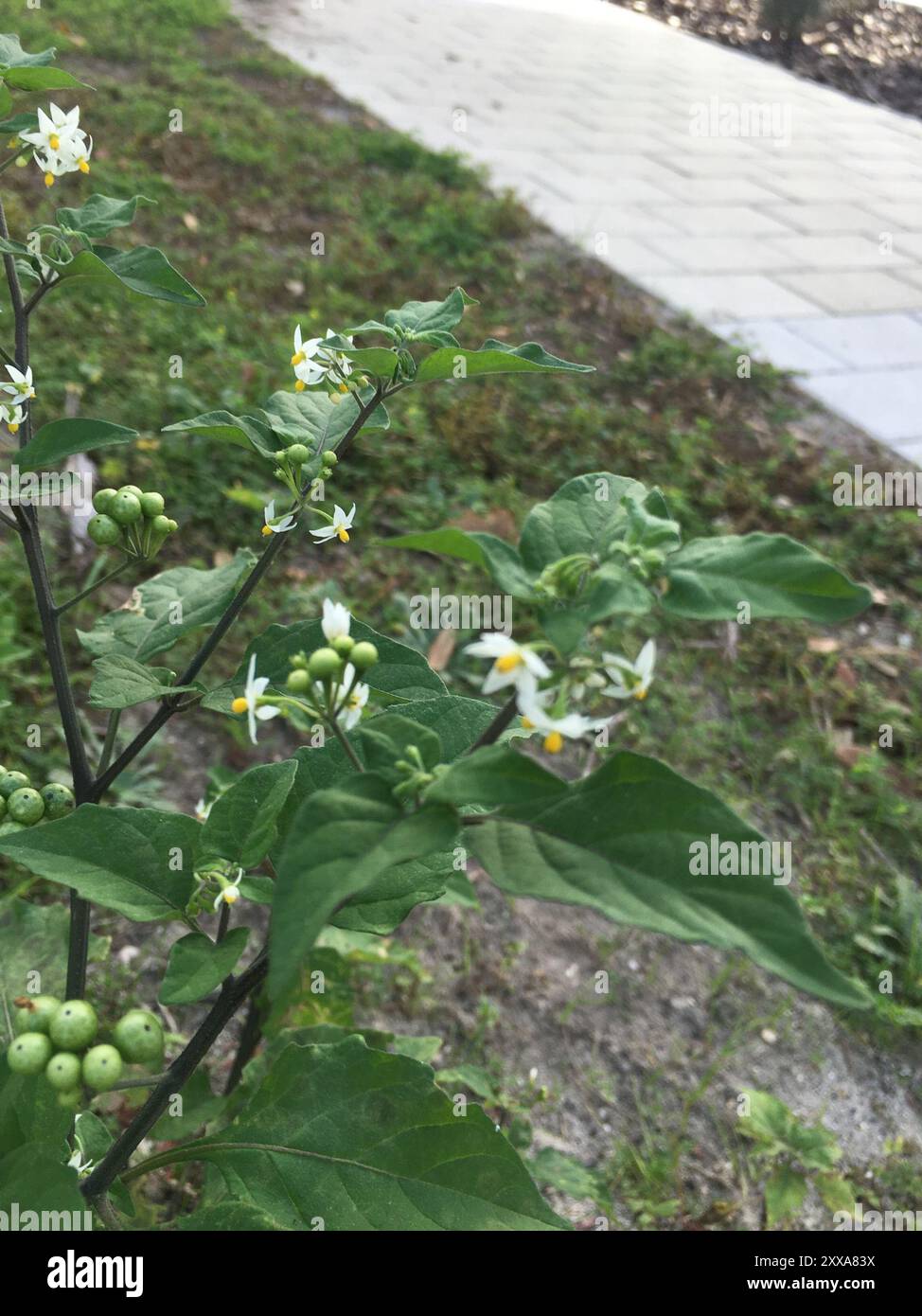nightshades (Solanum) Plantae Stock Photo - Alamy