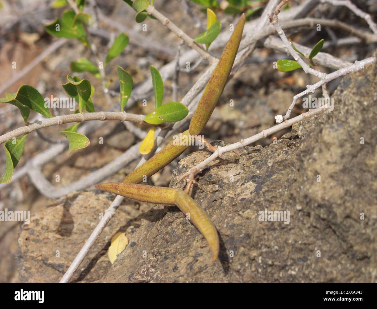 Hallab (Periploca laevigata) Plantae Stock Photo - Alamy