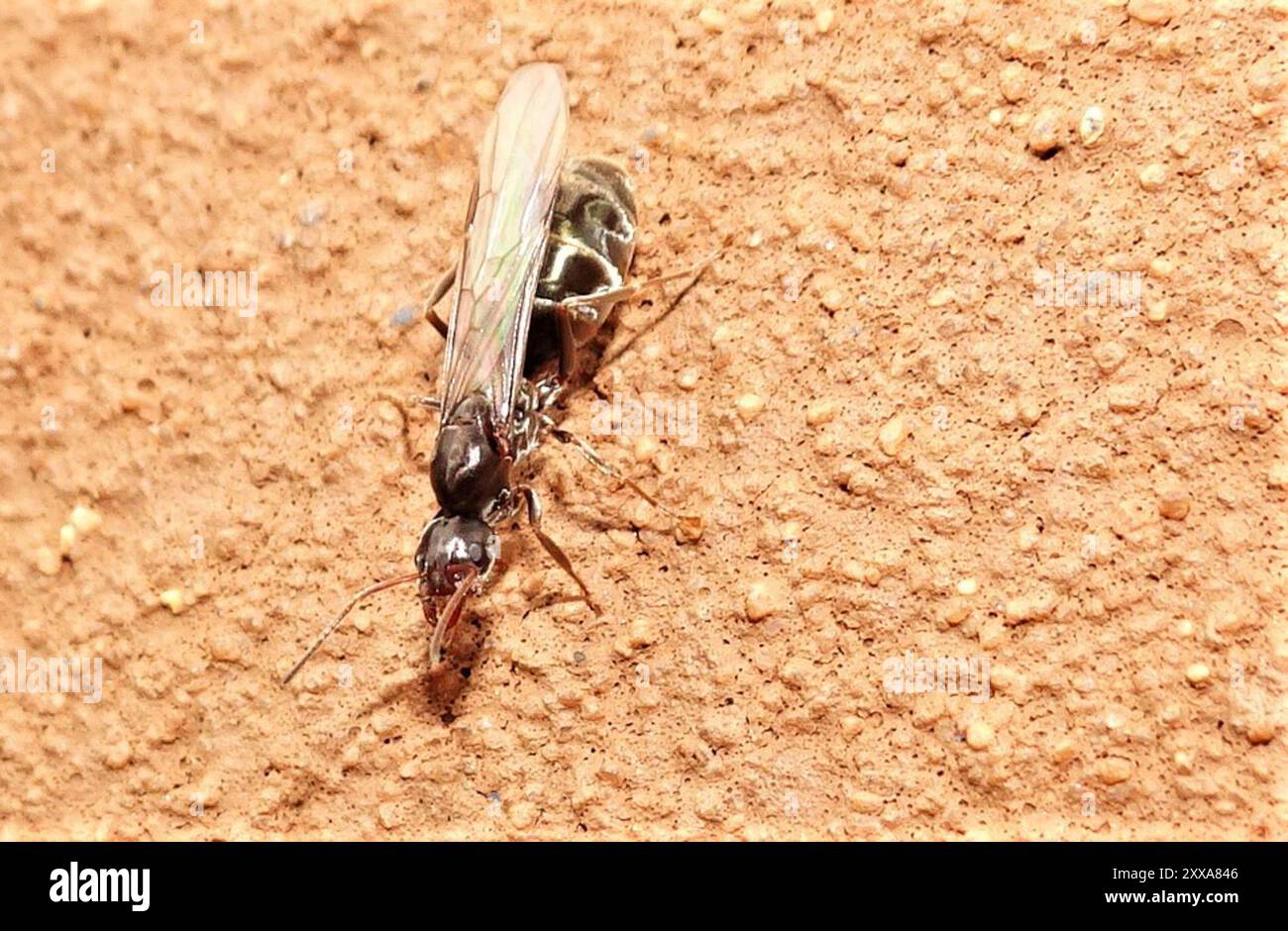 Rainbow, Tyrant, and Meat Ants (Iridomyrmex) Insecta Stock Photo - Alamy