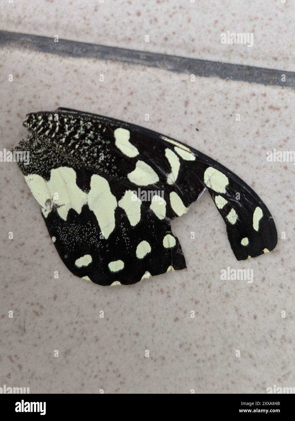 Citrus Swallowtail (Papilio demodocus demodocus) Insecta Stock Photo ...