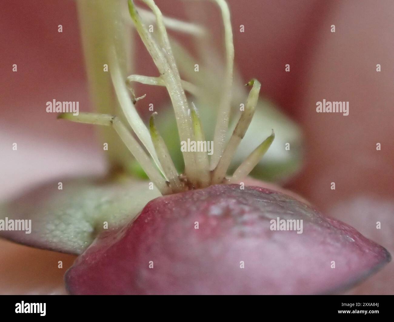 greater duckweed (Spirodela polyrhiza) Plantae Stock Photo - Alamy