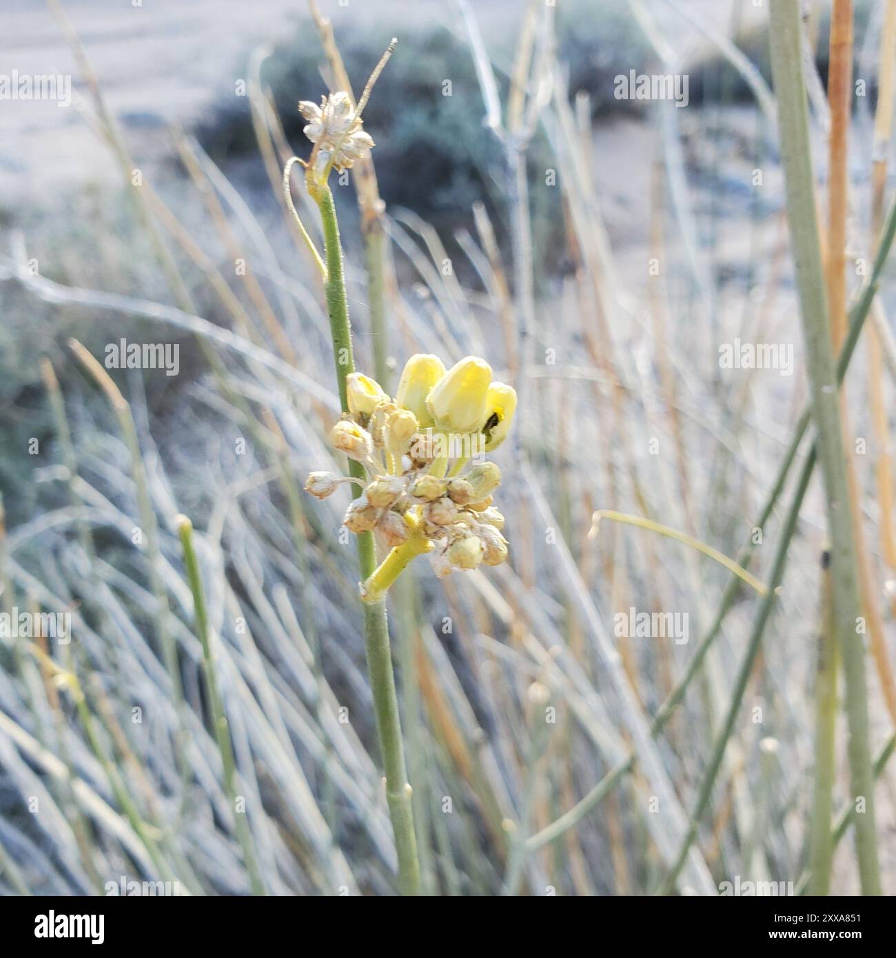 rush milkweed (Asclepias subulata) Plantae Stock Photo - Alamy