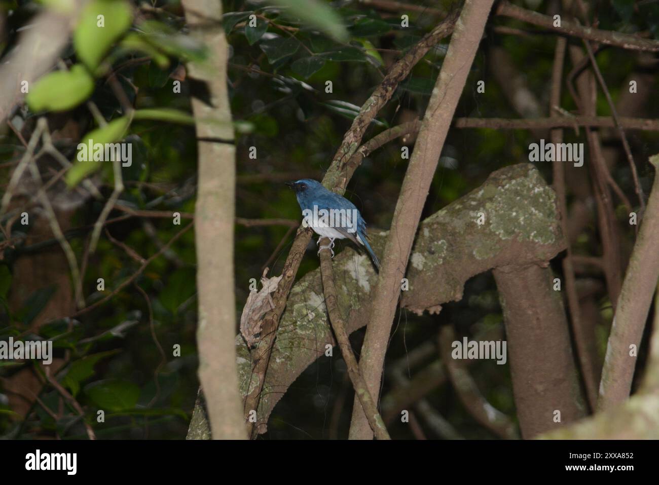 White-bellied Blue Flycatcher (Cyornis pallidipes) Aves Stock Photo - Alamy