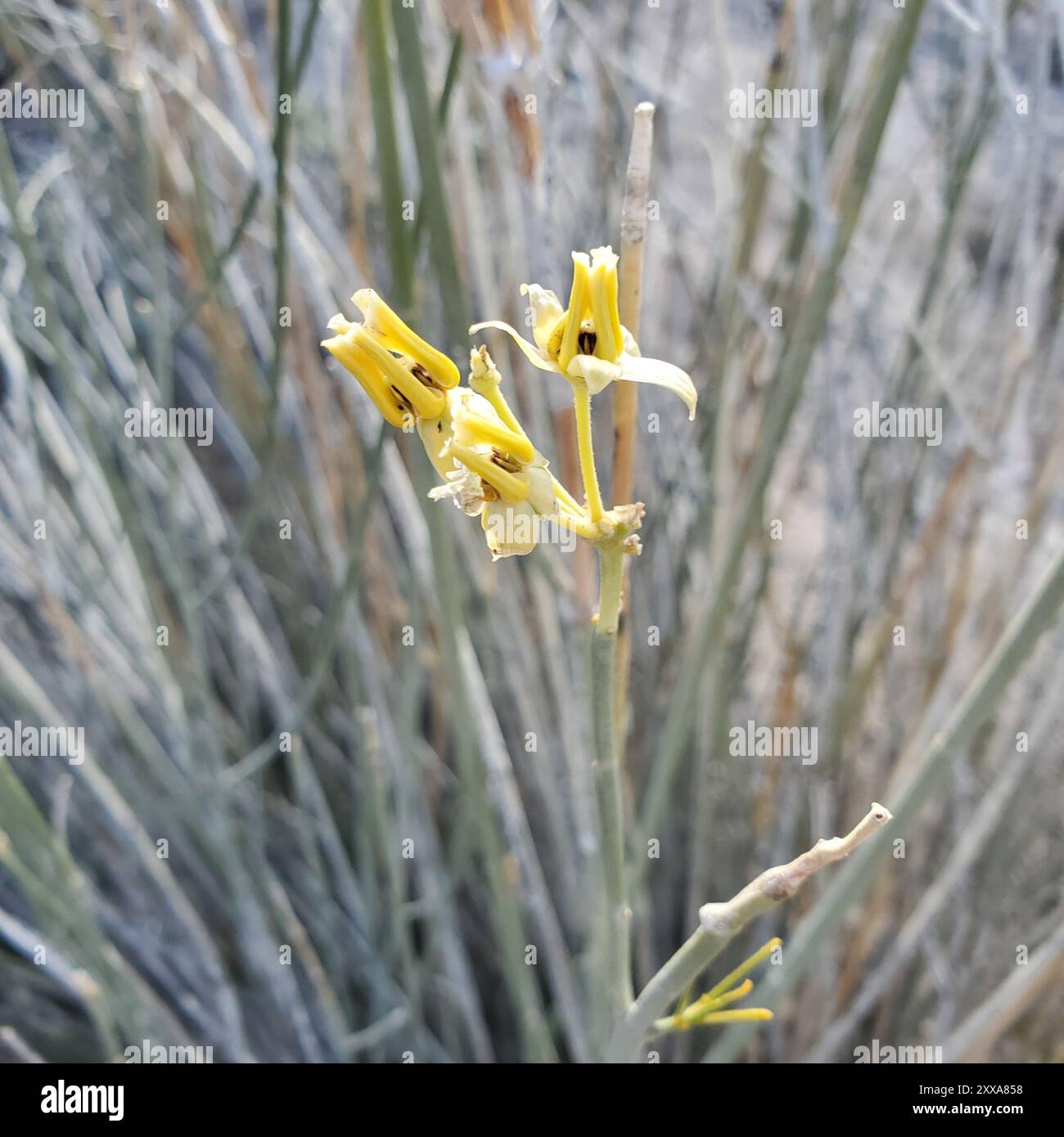 Asclepias subulata hi-res stock photography and images - Alamy