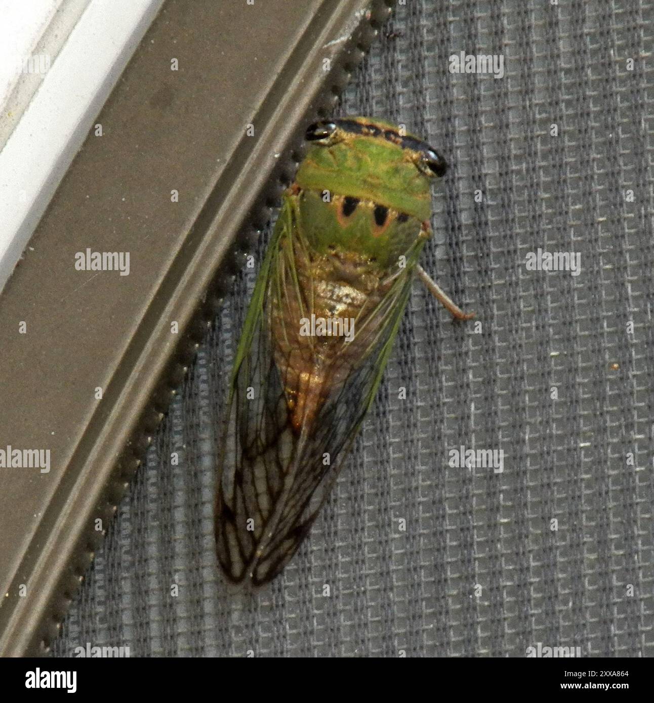 Superb Dog-day Cicada (Neotibicen superbus) Insecta Stock Photo - Alamy
