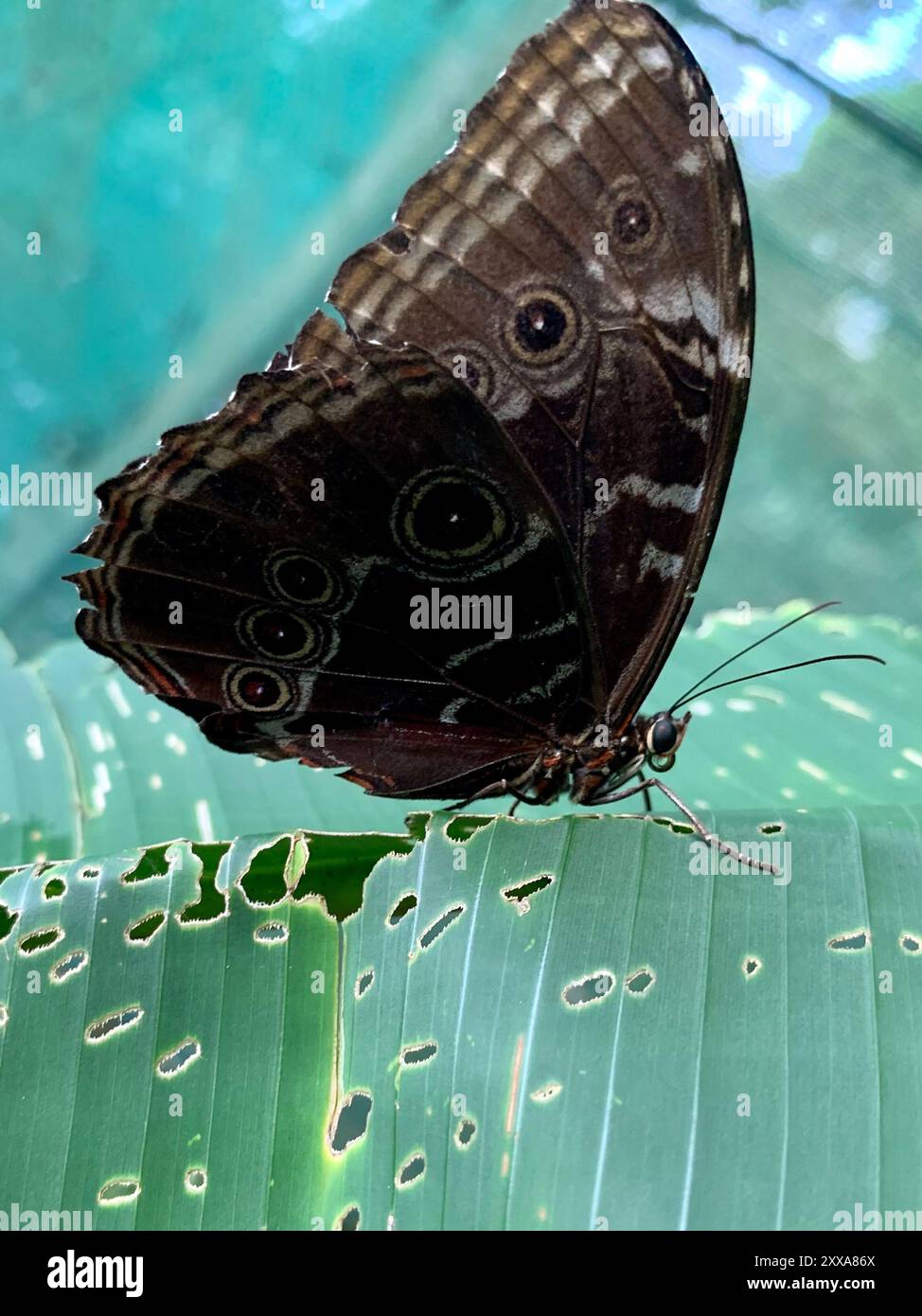 Common Morpho (Morpho helenor) Insecta Stock Photo - Alamy