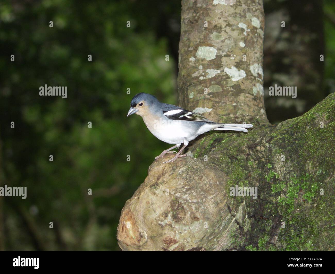 Fringilla canariensis canariensis hi-res stock photography and images ...