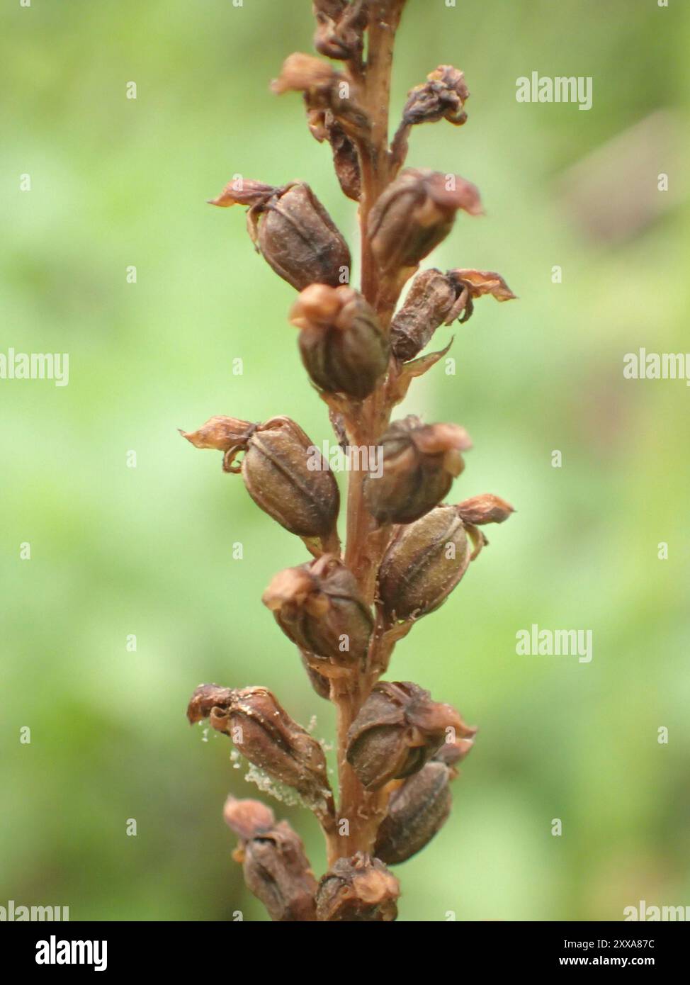 common onion-orchid (Microtis unifolia) Plantae Stock Photo - Alamy