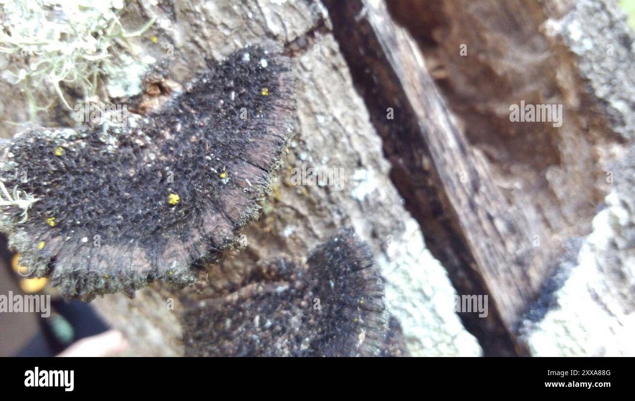Hairy Hexagonia (Hexagonia hydnoides) Fungi Stock Photo - Alamy