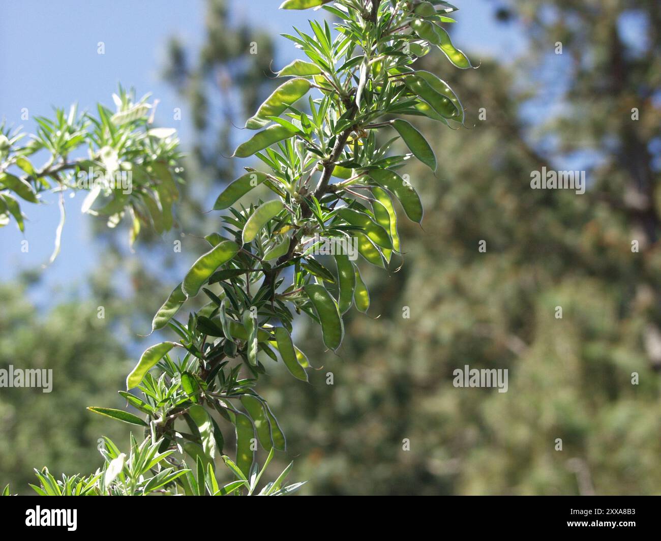 Tree lucerne (Chamaecytisus prolifer) Plantae Stock Photo - Alamy