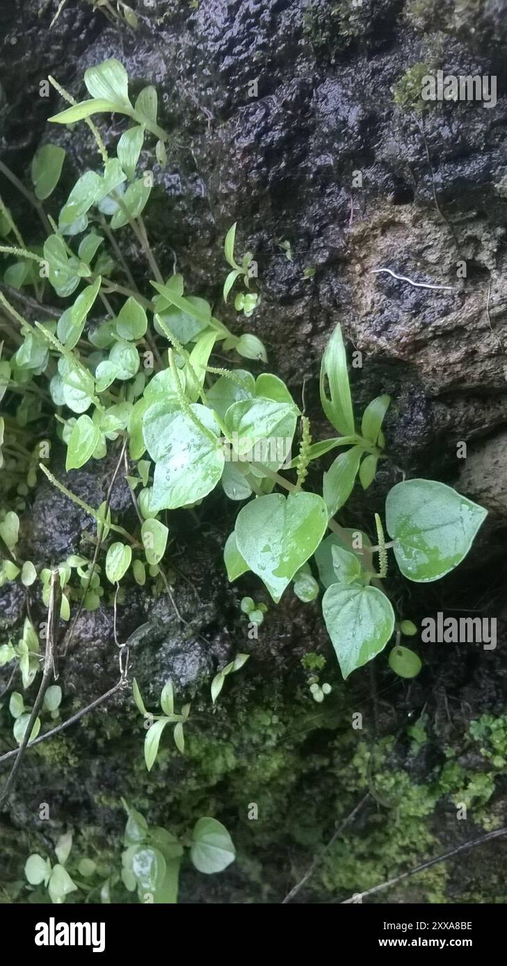 Pepper elder (Peperomia pellucida) Plantae Stock Photo - Alamy