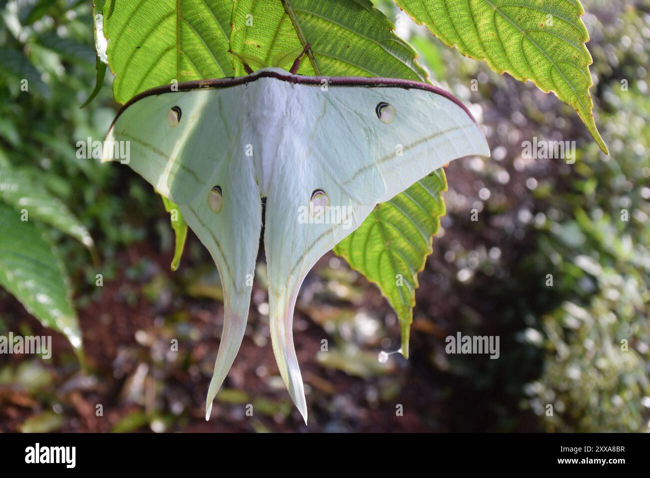Actias selene hi-res stock photography and images - Alamy