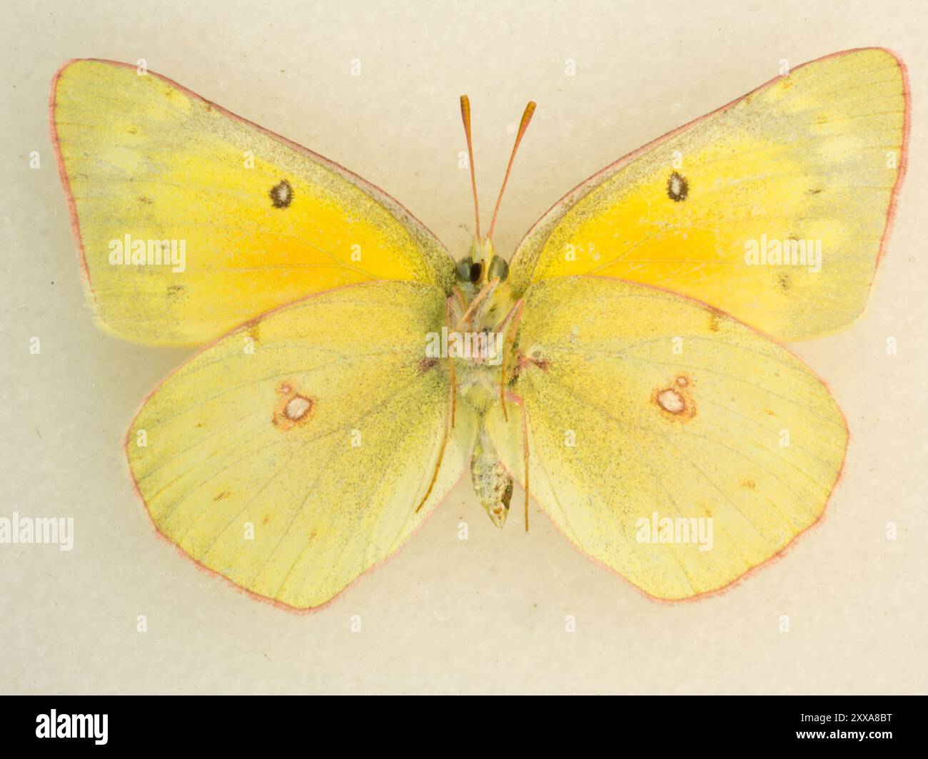 Orange Sulphur (Colias eurytheme) Insecta Stock Photo - Alamy