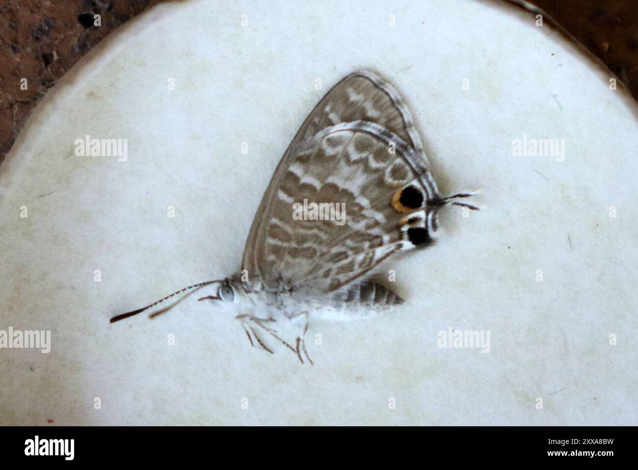 Cycad blue (Theclinesthes onycha) Insecta Stock Photo - Alamy