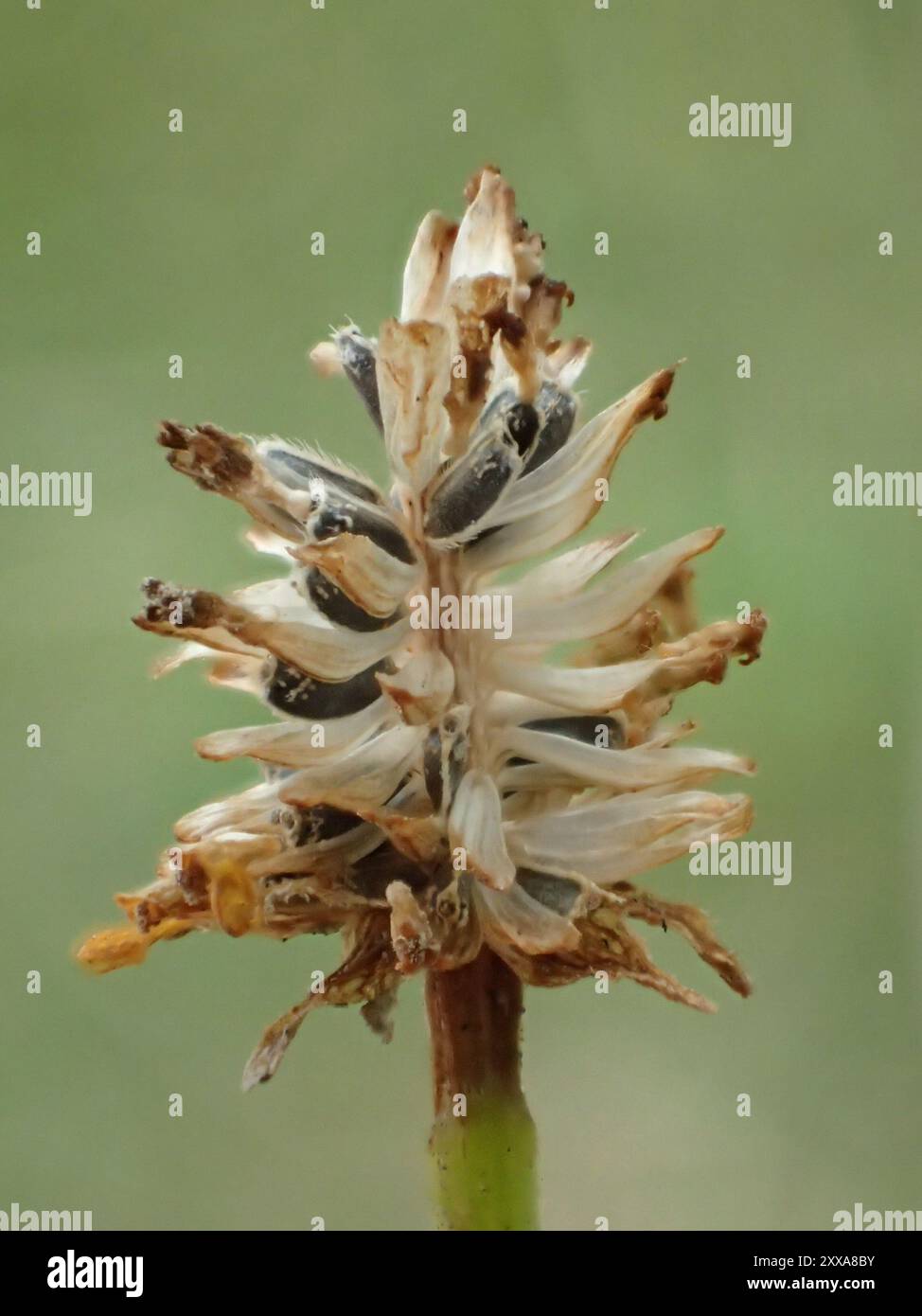 marsh para cress (Acmella uliginosa) Plantae Stock Photo - Alamy