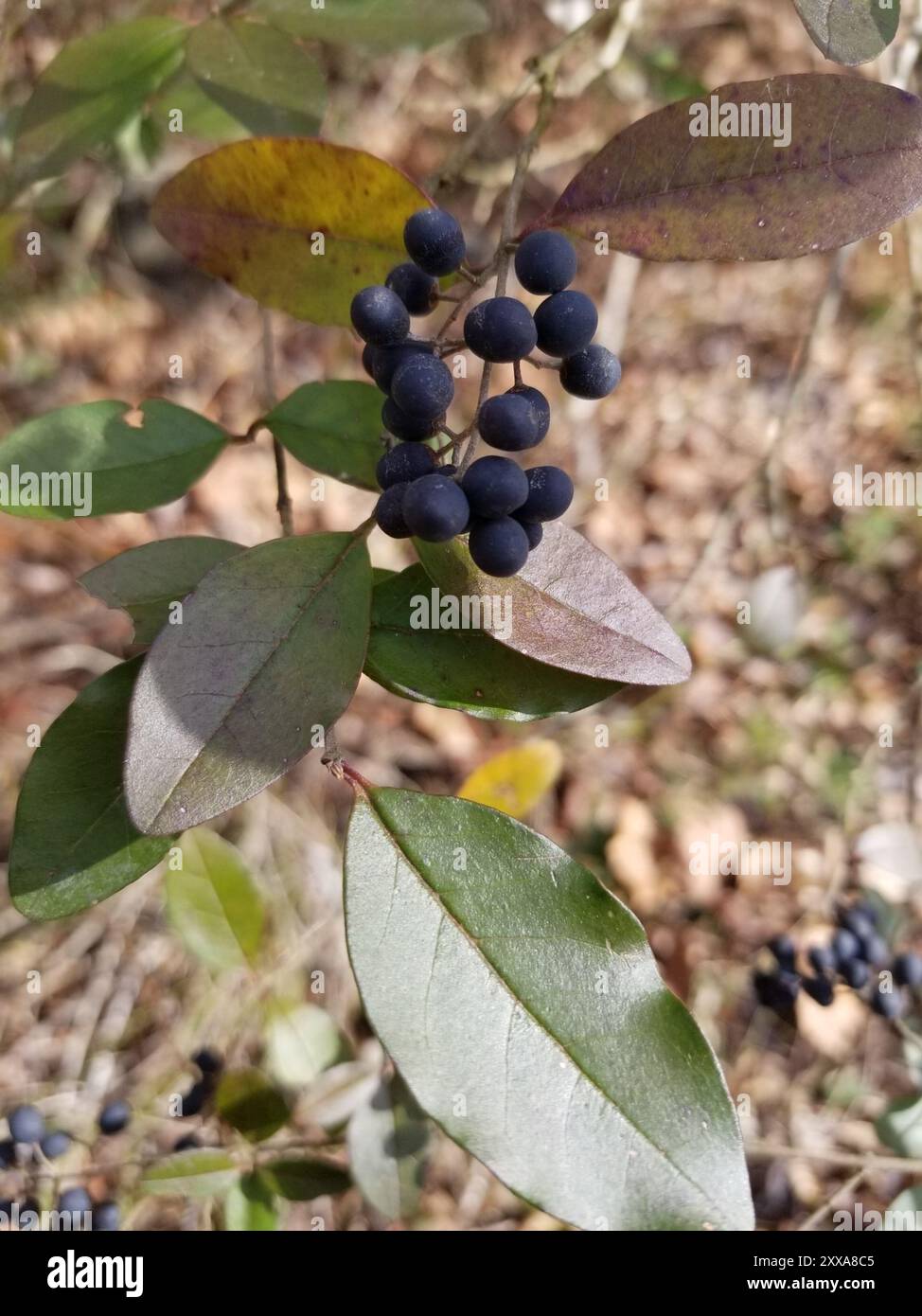 Chinese privet (Ligustrum sinense) Plantae Stock Photo - Alamy