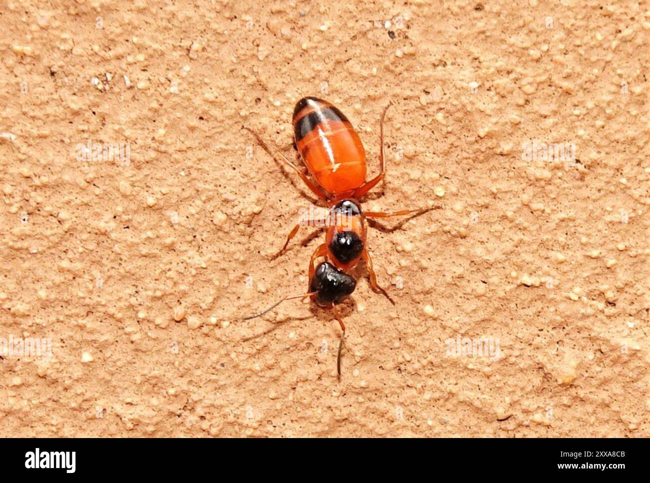 black-headed strobe ant (Opisthopsis rufithorax) Insecta Stock Photo ...