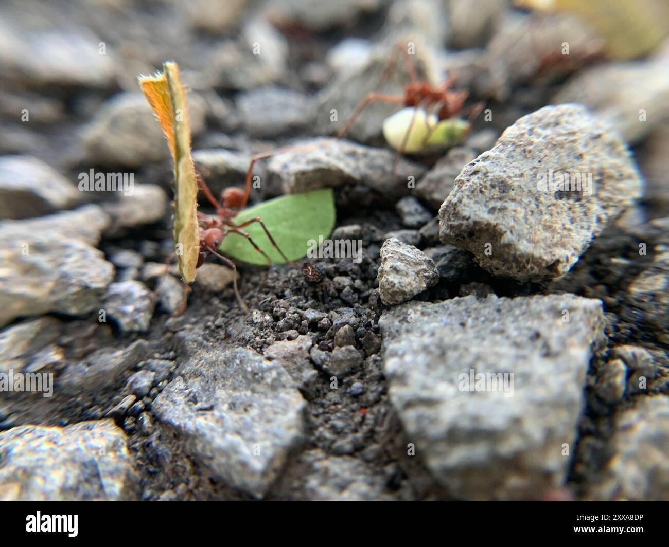 Colombian Leafcutter Ant (Atta colombica) Insecta Stock Photo - Alamy