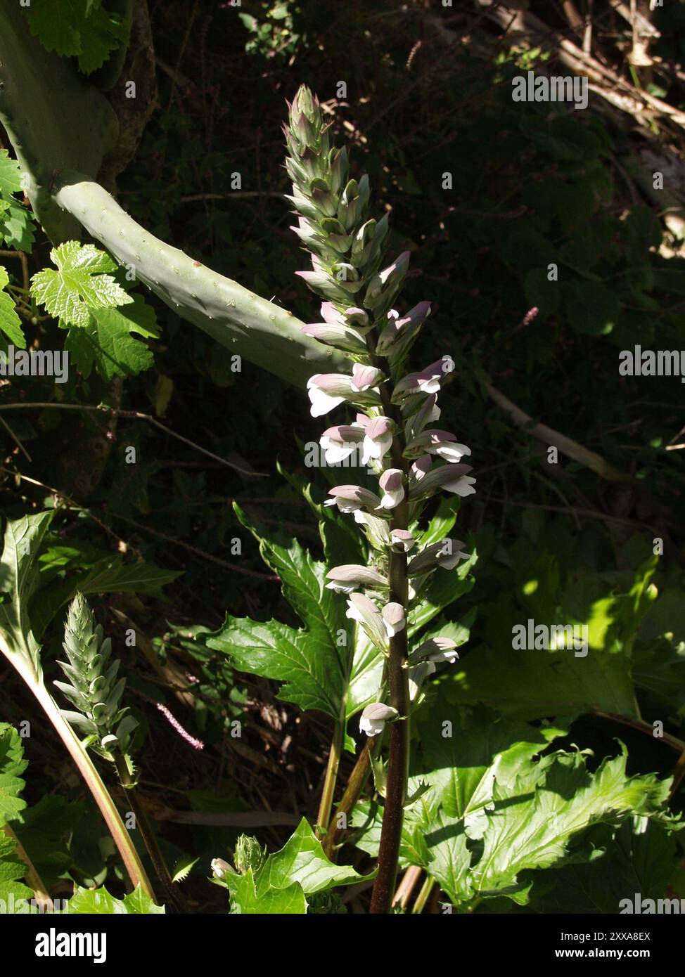 Bear's breeches (Acanthus mollis) Plantae Stock Photo - Alamy